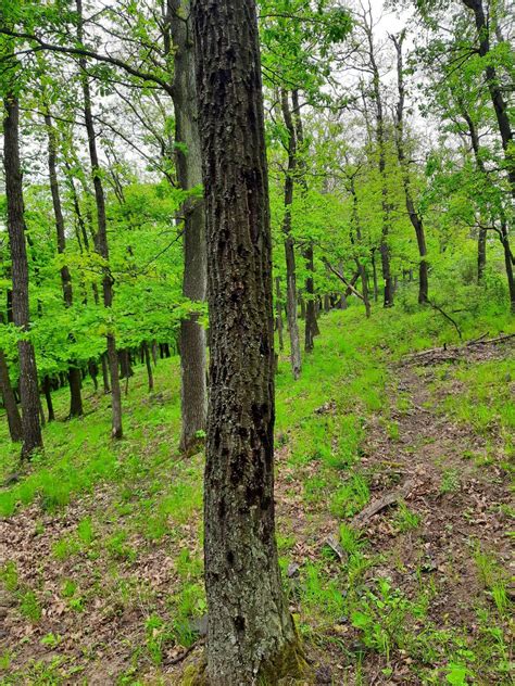 Phytophthora Cambivora Root And Crown Rot