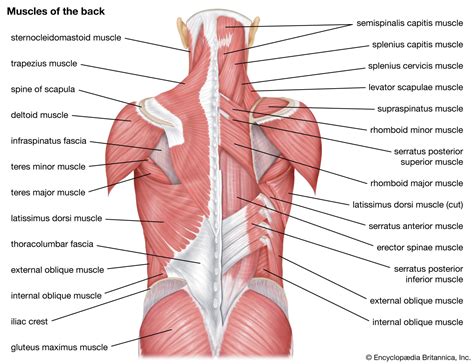 Unlock The Secrets Of Back Muscle Development In Females With This