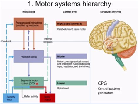 L17 Spinal Circuits Flashcards Quizlet