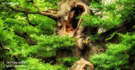 Julianne Ewry TreeGirl Intimate Self Portraits With Wild Nature