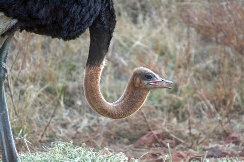 Premium Photo A Common Ostrich In South Africa