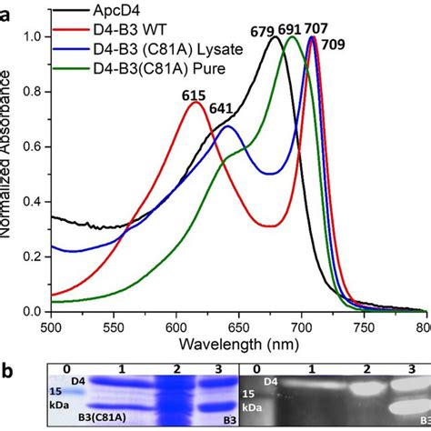 Far Western Blot Analysis A General Principle For The Detection Of