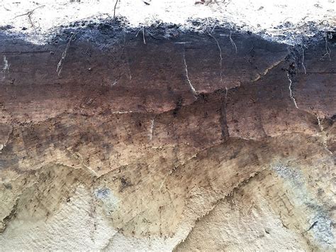 What Is Soil? A Close Look at the Ground Beneath our Food
