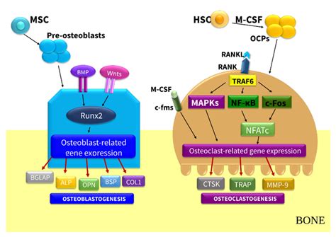 Bone Remodeling Abbreviations Alp Alkaline Phosphatase Bglap
