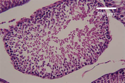 Effects Of Coenzyme Q10 CoQ10 10 Mg Kg Administration On The Download Scientific Diagram