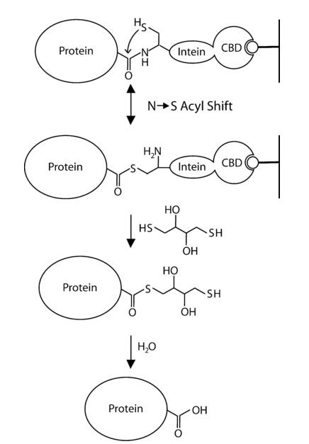 Cbd Chitin Binding Domain Tags Creative Diagnostics