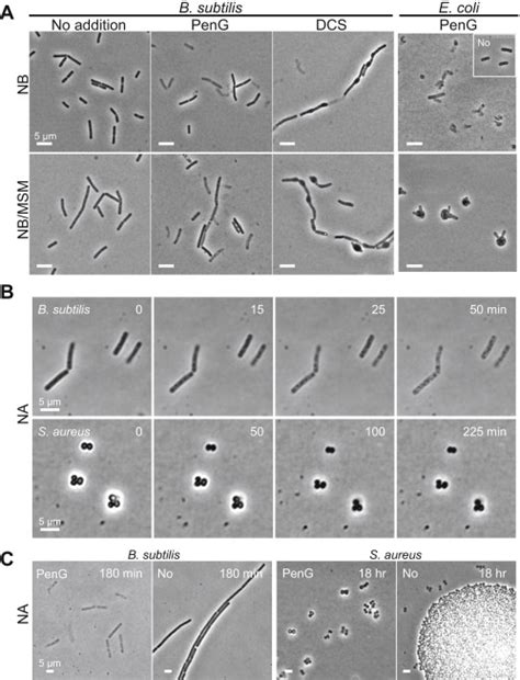 Lysozyme Counteracts β Lactam Antibiotics By Promoting The Emergence Of