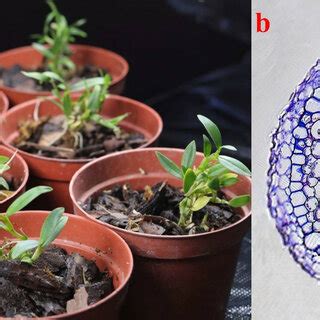 A The Ex Situ Seedling Baiting Experiments Conducted In This Study Download Scientific