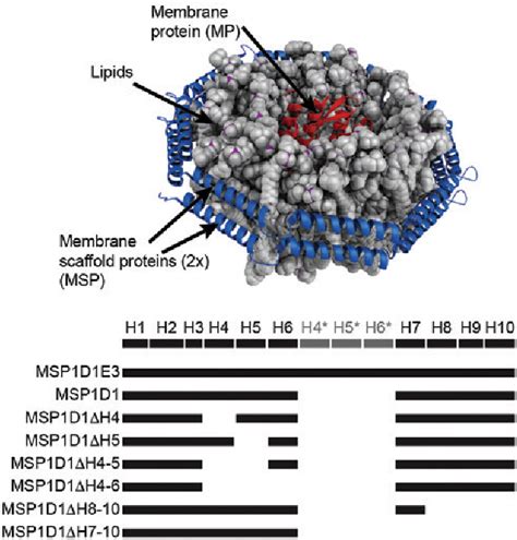 Figure 1 From The Power Pitfalls And Potential Of The Nanodisc System