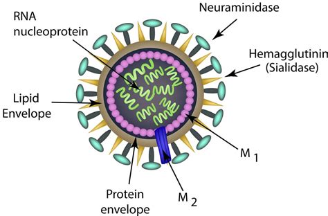 General Virus Structure