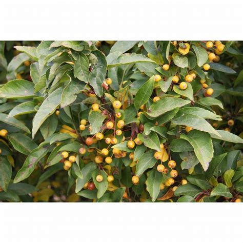 Malus Cinderella 11 5 Litre Pot Monkton Elm Garden Centre Taunton