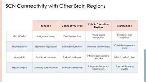 Suprachiasmatic Nucleus Ppt Slides Acp Ppt Powerpoint