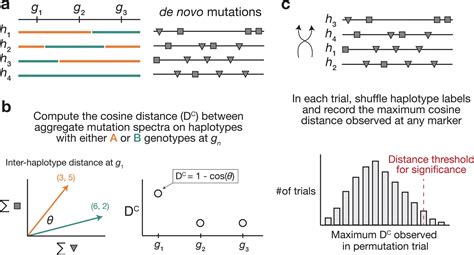 Epistasis Between Mutator Alleles Contributes To Germline Mutation