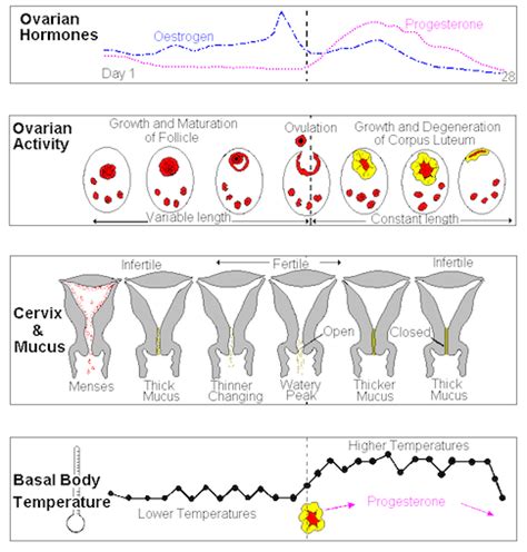 Your Cycle | Cervical mucus, Cervix, Cervical position