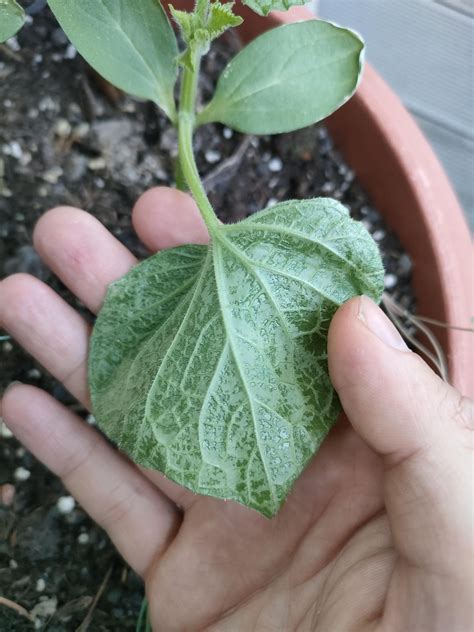Cucumber Unknown Symptoms Rgardening