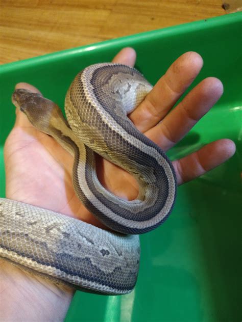 Need Help Identifying My Bps Genetics Ball Pythons Morphmarket