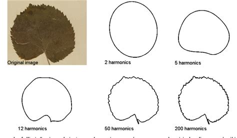 Automated Species Identification Semantic Scholar