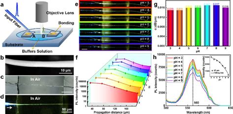 Optical Sensing Of Ph With A Single Filament Microfiber A Scheme Of Download Scientific