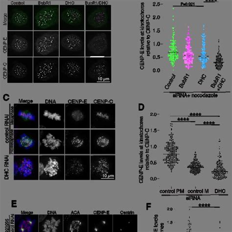 A Conserved Loop Downstream Of Bubr1 Binding Domain In Cenp E Is Download Scientific Diagram