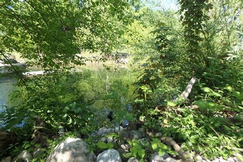 Pond Native Shore Plants Free Photo On Pixabay Pixabay