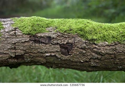 2 423 Trunk Scar Images Stock Photos Vectors Shutterstock