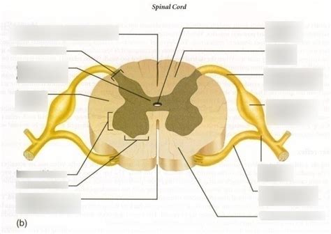 A P Practical Spinal Cord 1 Diagram Quizlet