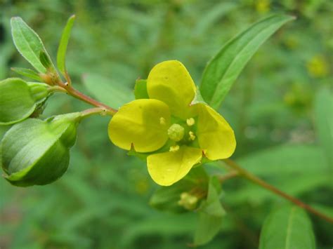 Basic Plant Anatomy And Identification Workshop October 6 2024