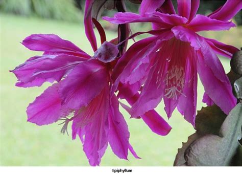 세상에서 가장 아름다운 꽃 공작선인장 꽃 네이버 블로그