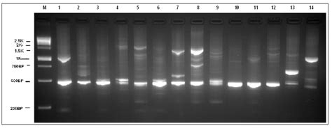 Agarose 2 W V Gel Electrophoresis Of Issr Pcr Products For Fourteen Download Scientific