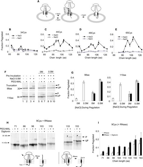Stepwise Insertion And Inversion Of A Type Ii Signal Anchor Sequence In
