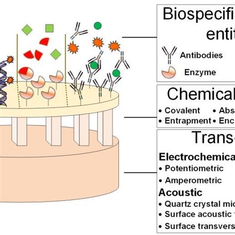 Biosensor Structure A Biosensor Consists Of Three Components Download Scientific Diagram