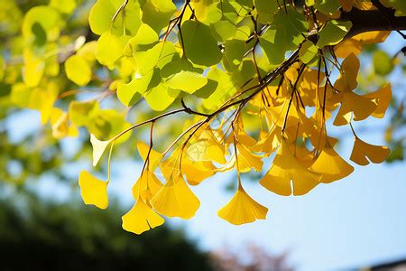 户外的银杏树高清图片下载 正版图片600373153 摄图网