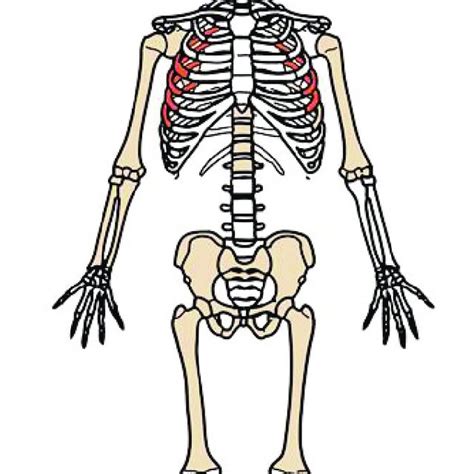 Anatomical Location Of The Lesions Detected On The Endocranium Of Su 21