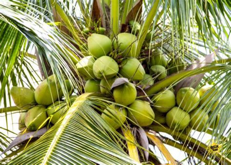 What Is Buko The Ultimate Guide To The Beloved Filipino Coconut Rice Life Foodie Asian