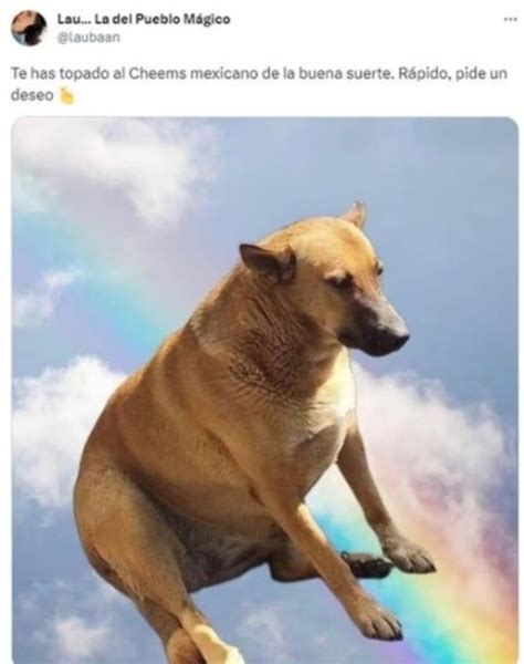 Memes De Perros Mexicanos Macho Es Tan Adorable Y Muy Mexicano