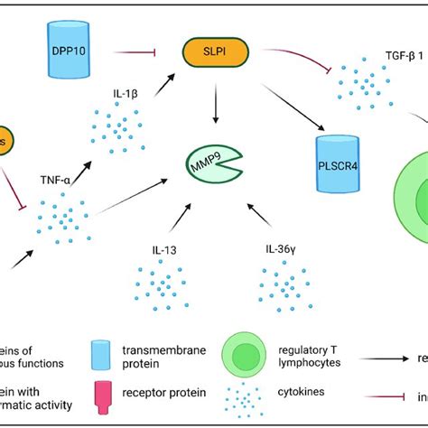Scheme Of Potential Direct And Indirect Interactions Among Proteins Download Scientific Diagram