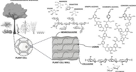 ‘ig 1 —schematic Representation Of Lignin Cellulose And