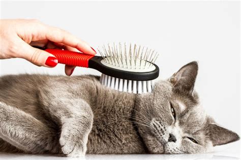 Колтуны у котов и кошек: как избавиться и убрать в домашних условиях ...