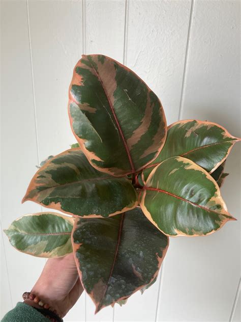 Rubber Tree Ruby The Green Crow Plants