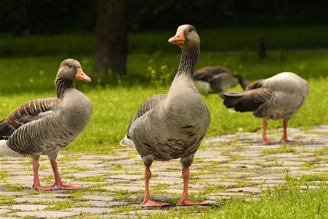 Врабчетата предпочитат Ямбол делфините изчезват от Черно море