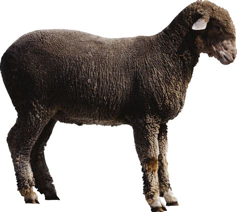 Sheep Png