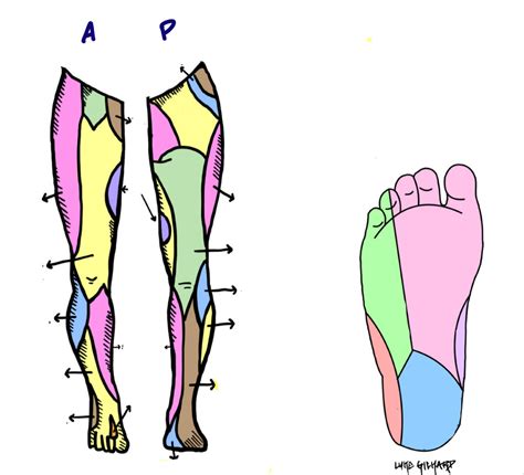 Diagram Of Peripheral Nerves For Ll Dermatomes Quizlet