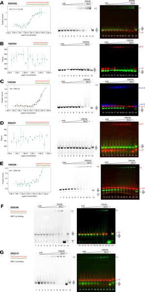 Dna Rna Hybridization Plos One