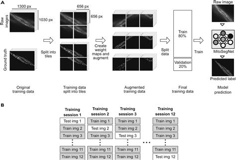 Mitosegnet Easy To Use Deep Learning Segmentation For Analyzing Mitochondrial Morphology Iscience