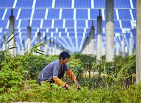 Research University Agrivoltaics Website