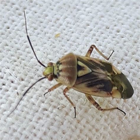 Lygus Bugs Canola Encyclopedia