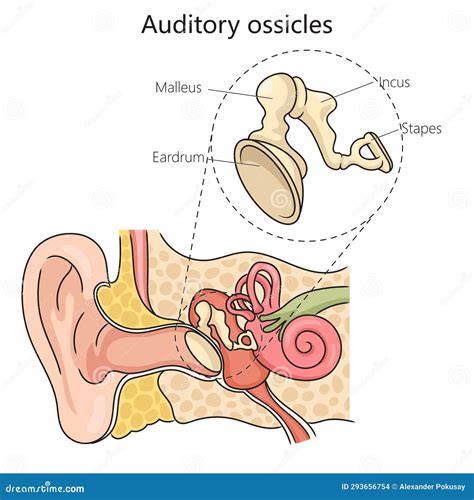 Auditory Ossicles Structure Diagram Medical Scienc Stock Illustration