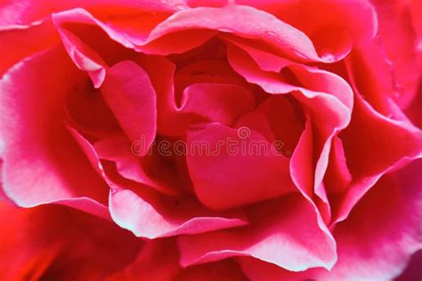 Red Macro Texture Of Flowers For Background Stock Image Image Of