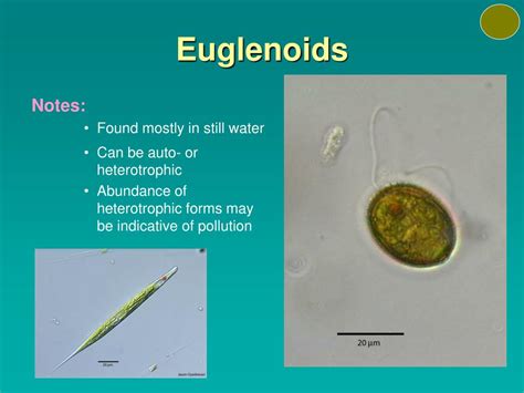 Ppt Algae And Microinvertebrates Powerpoint Presentation Free