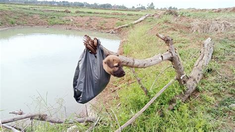 Pin On Saving The Animals